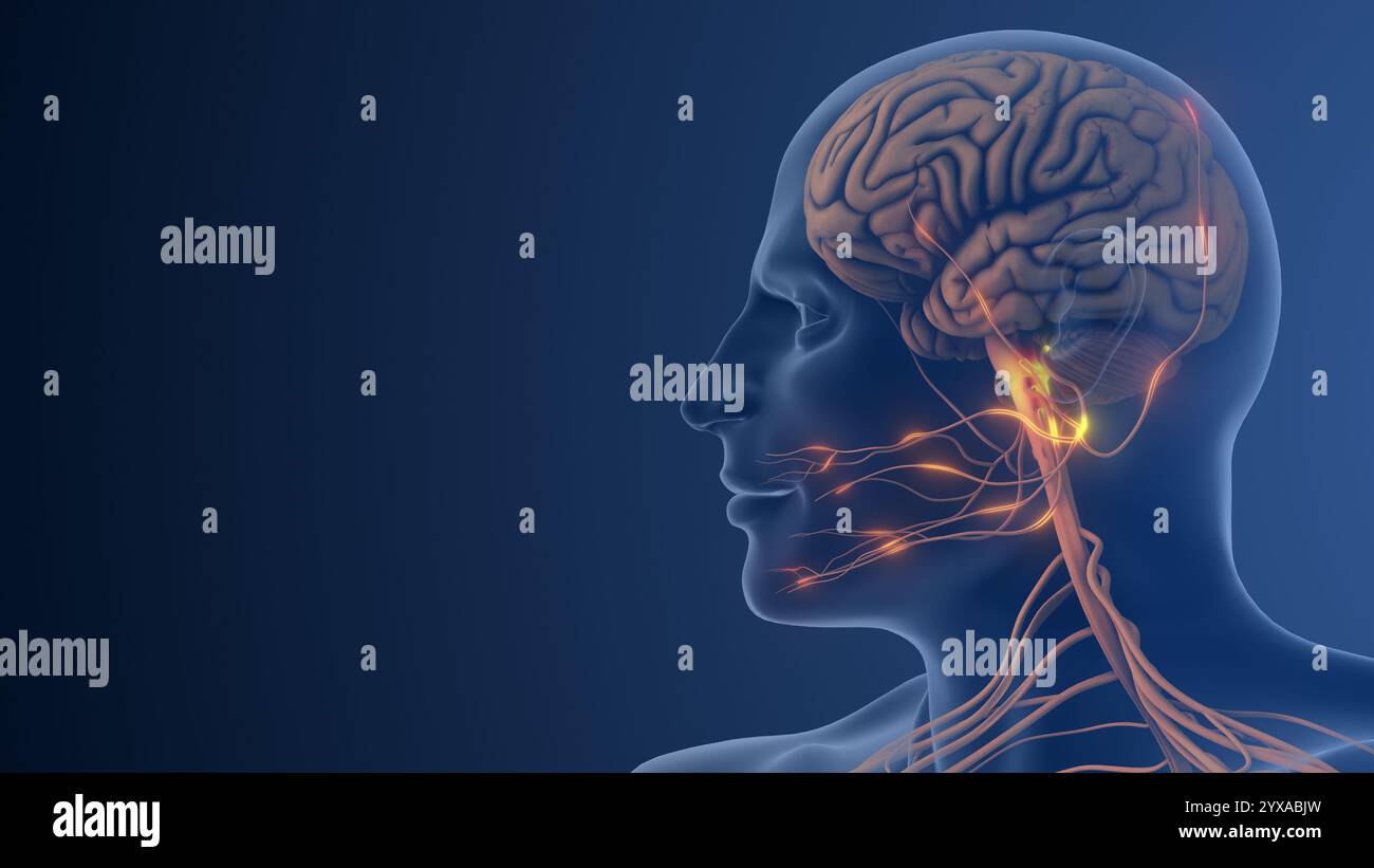 Facial nervous system hi-res stock photography and images - Alamy