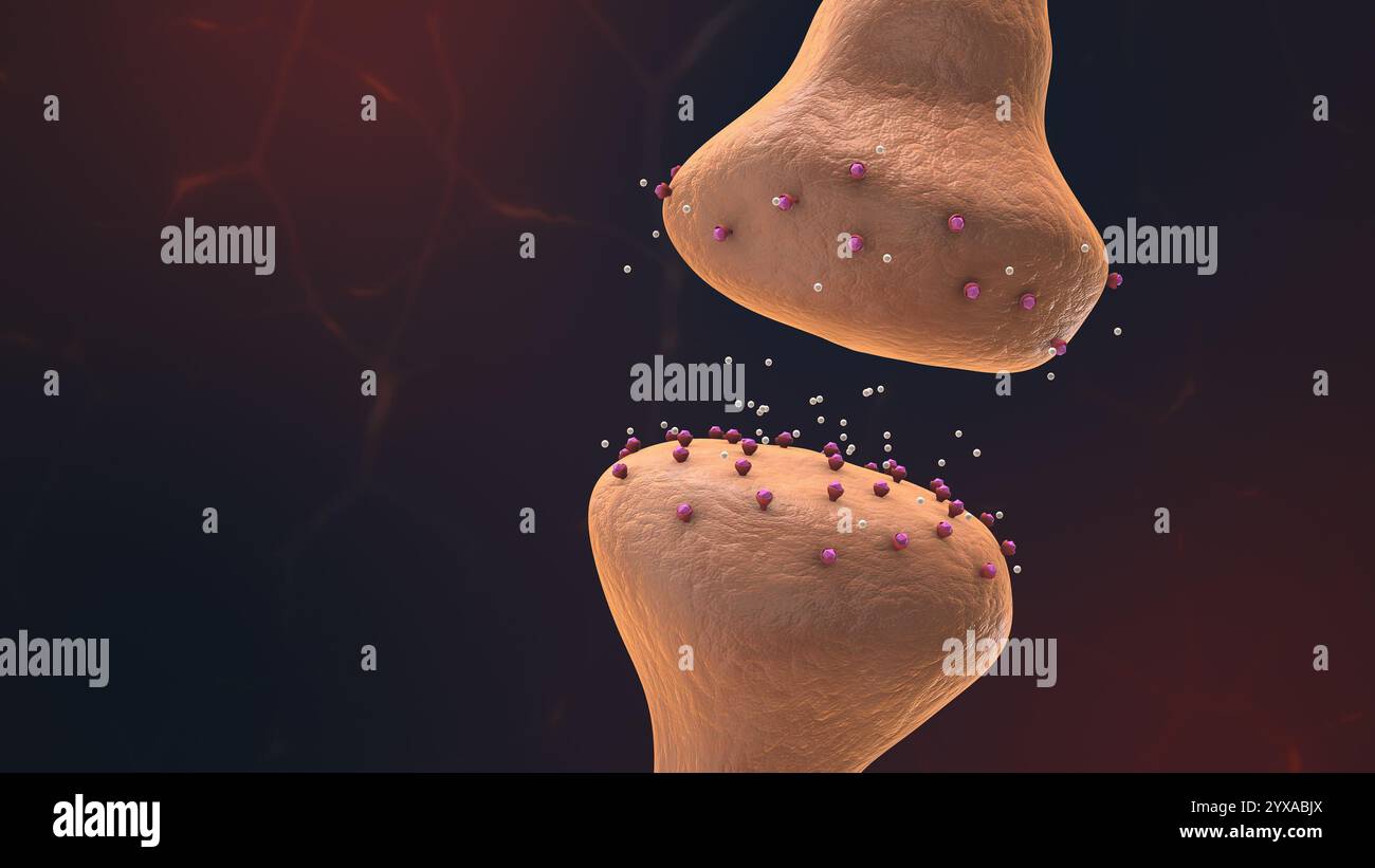 Opioid drugs bind to receptors in the brain Stock Photo - Alamy