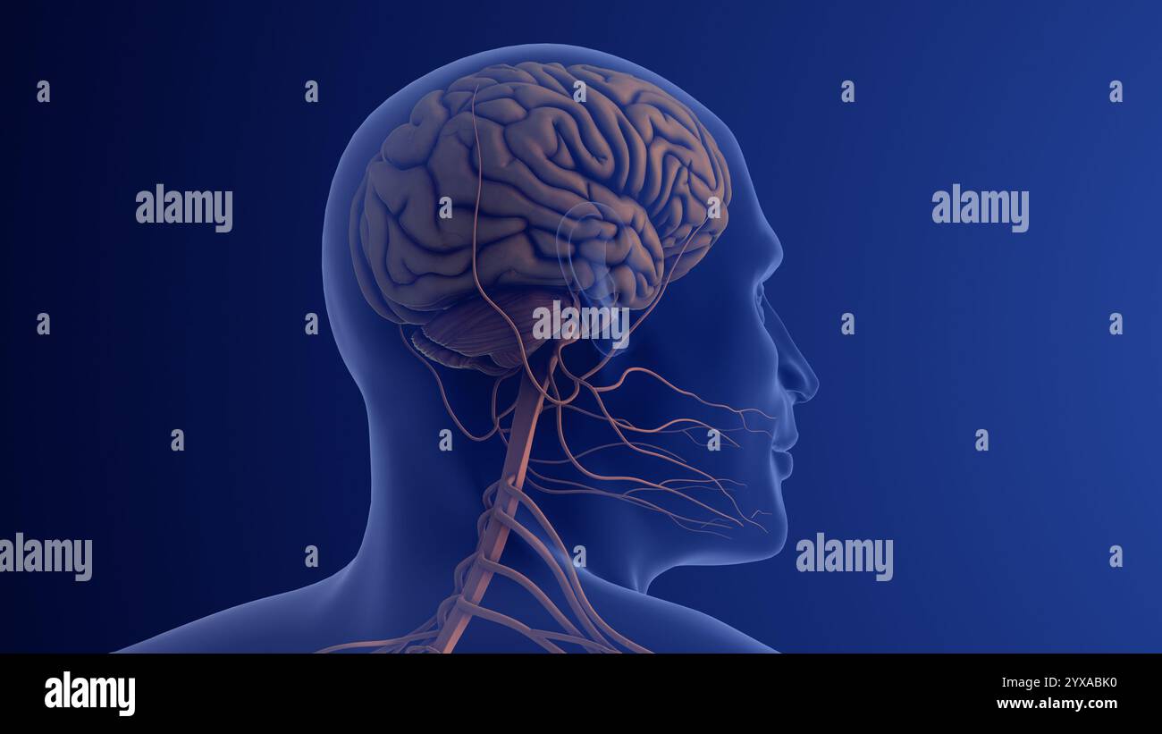 Trigeminal nerve diagram hi-res stock photography and images - Alamy