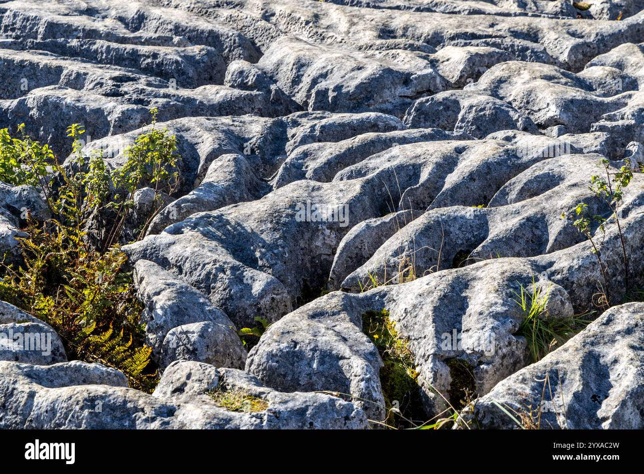 Malham Cove limestone pavement in the Yorkshire Dales national park ...
