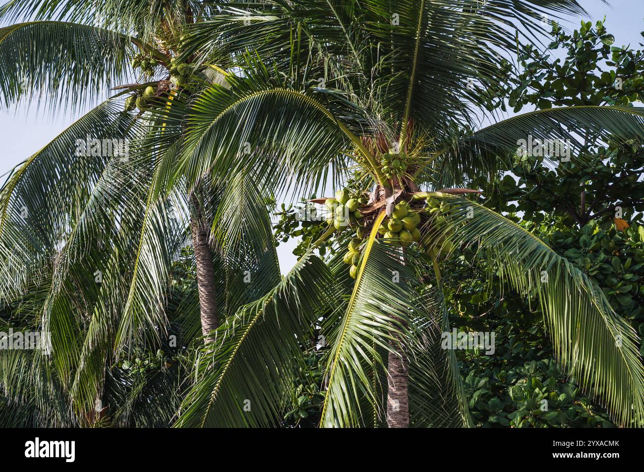 Coconuts Growing On Tree. coconut bunch on uprisen angle, fragrant ...