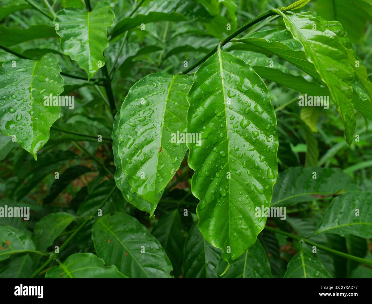The shiny surface of the leaf just spring, Green bush leaf of young ...