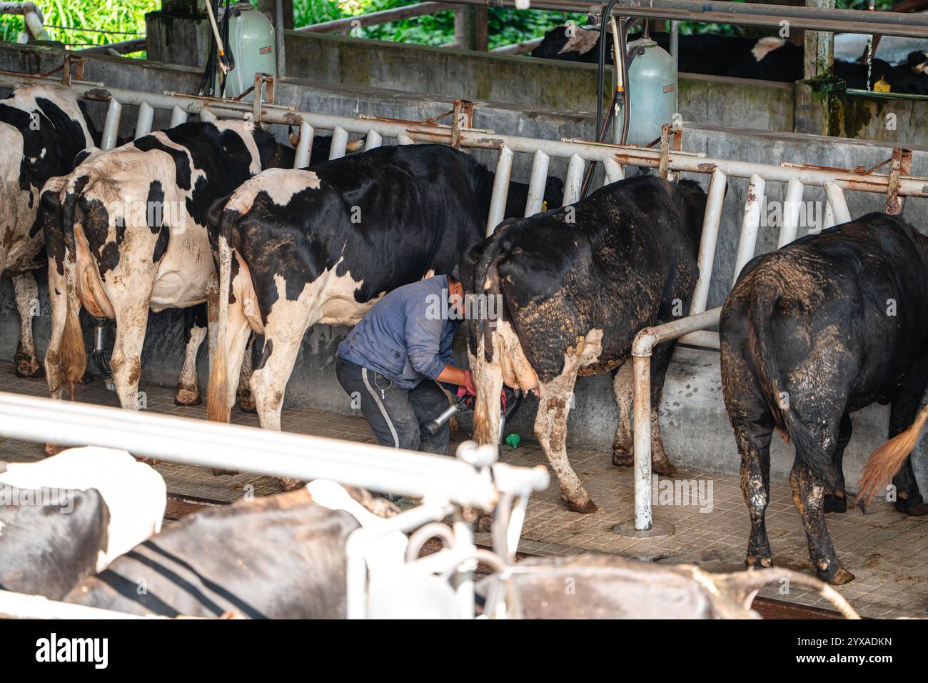 dairy cows are in the process of taking milk. agriculture industry ...