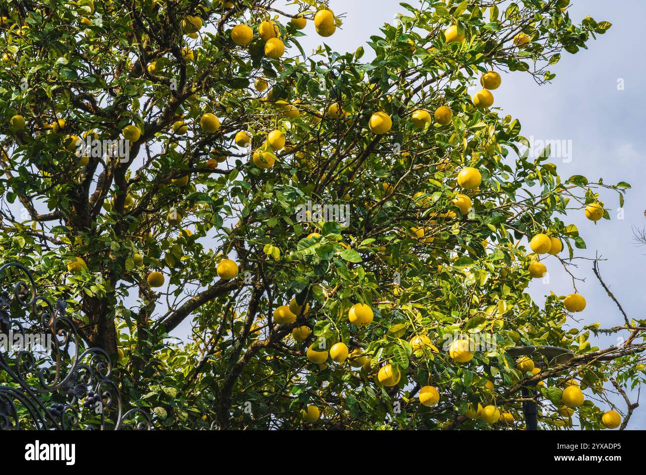 Lemon tree farm plantation. Lemon trees garden. Citrus fruit on a ...