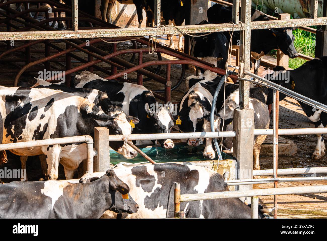 dairy cows are in the process of taking milk. agriculture industry ...
