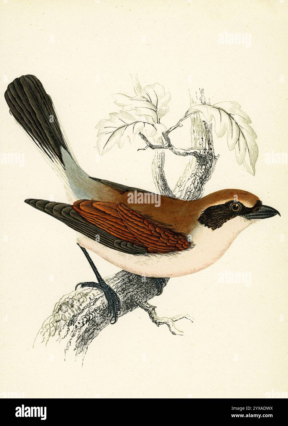 Colorful Lanius senator bird perched on a branch, showcasing vibrant ...