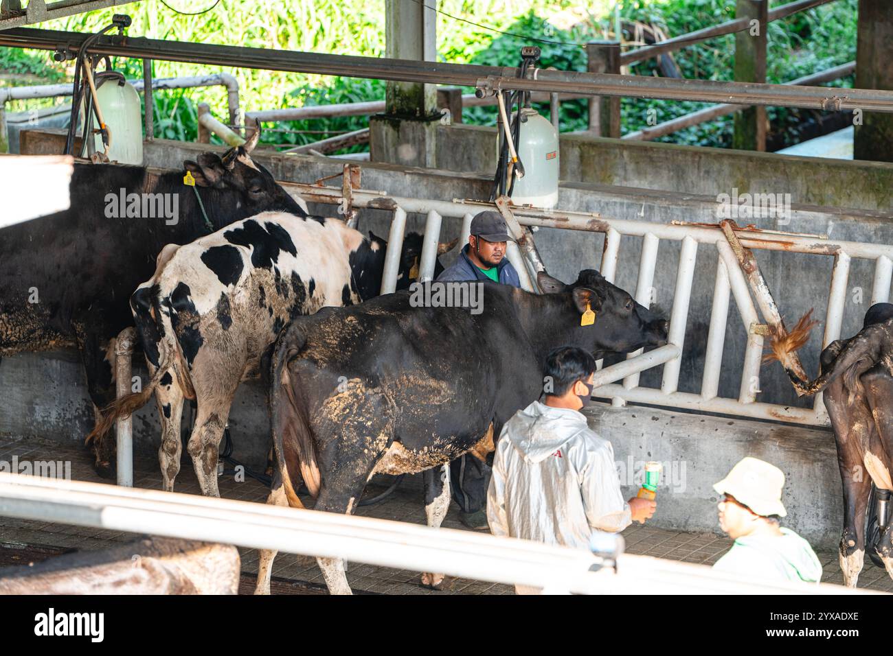 Peternakan sapi hi-res stock photography and images - Alamy