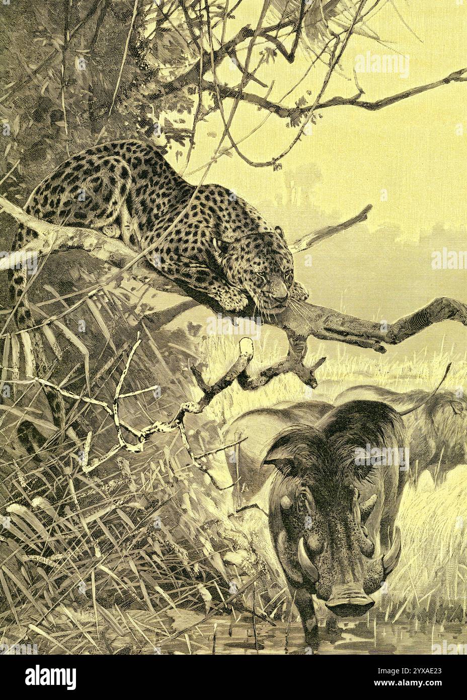 Leopard resting on a branch while watching a warthog near the water in ...