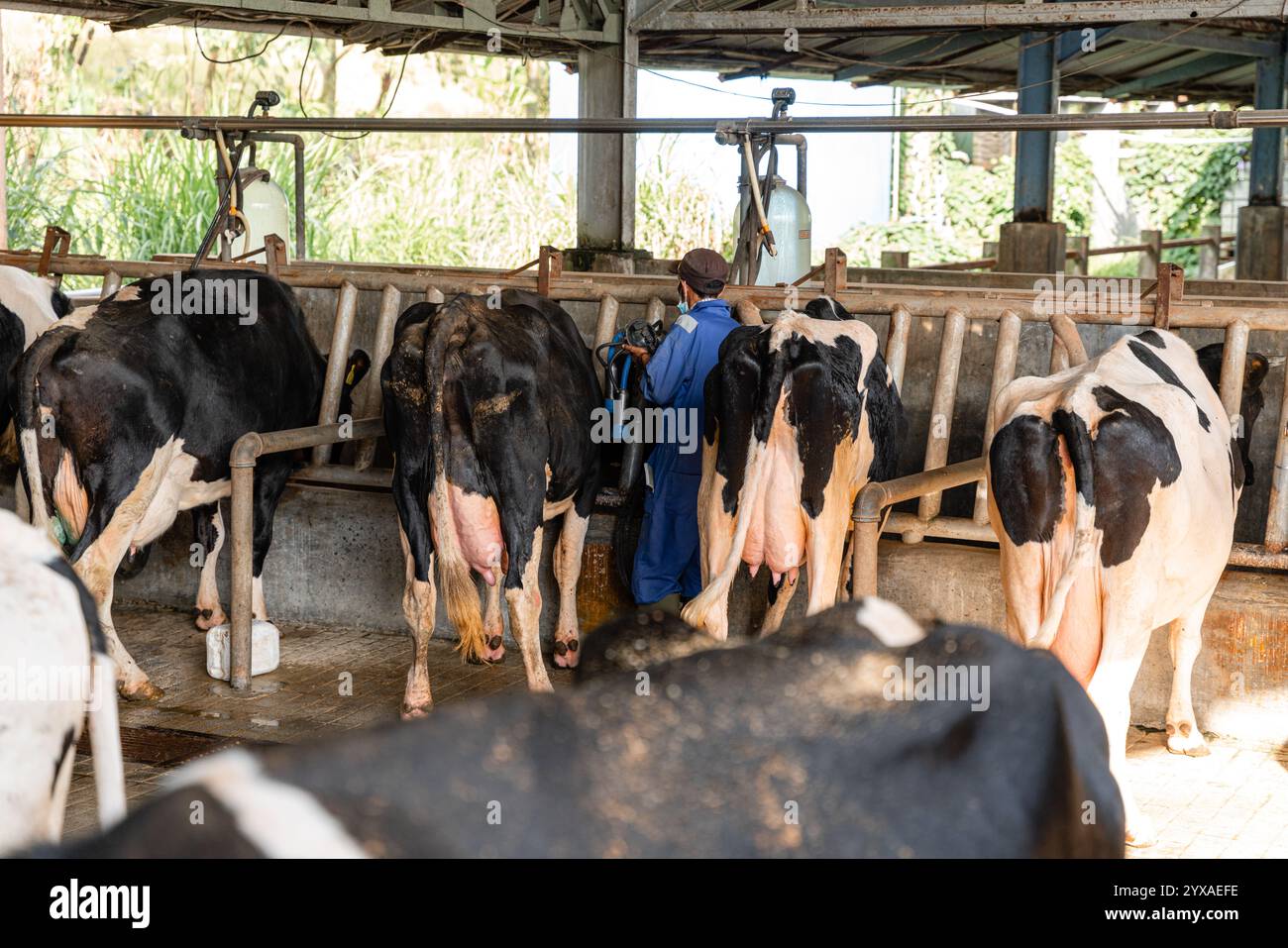 dairy cows are in the process of taking milk. agriculture industry ...
