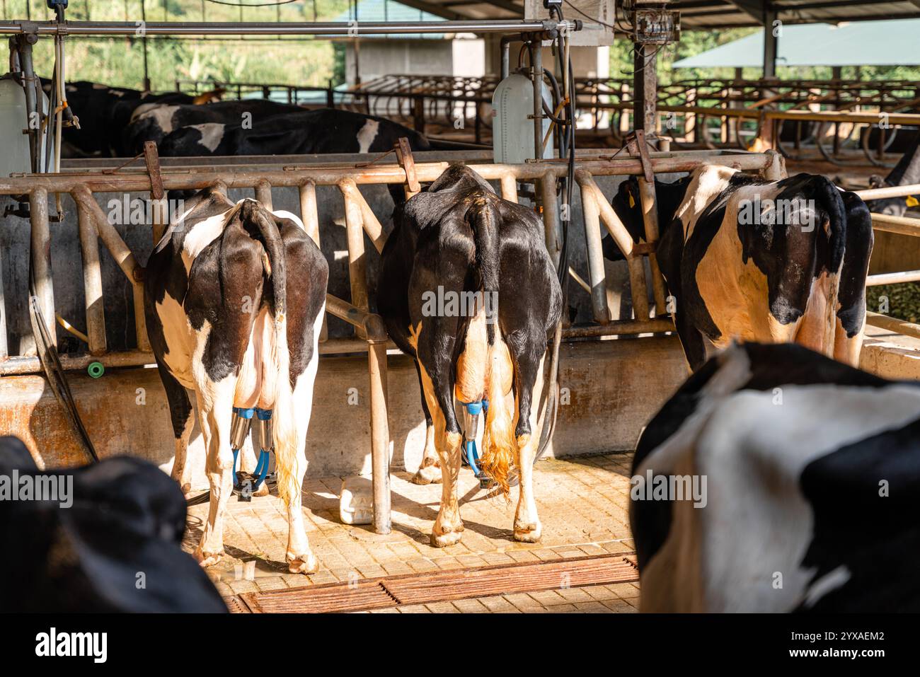 dairy cows are in the process of taking milk. agriculture industry ...