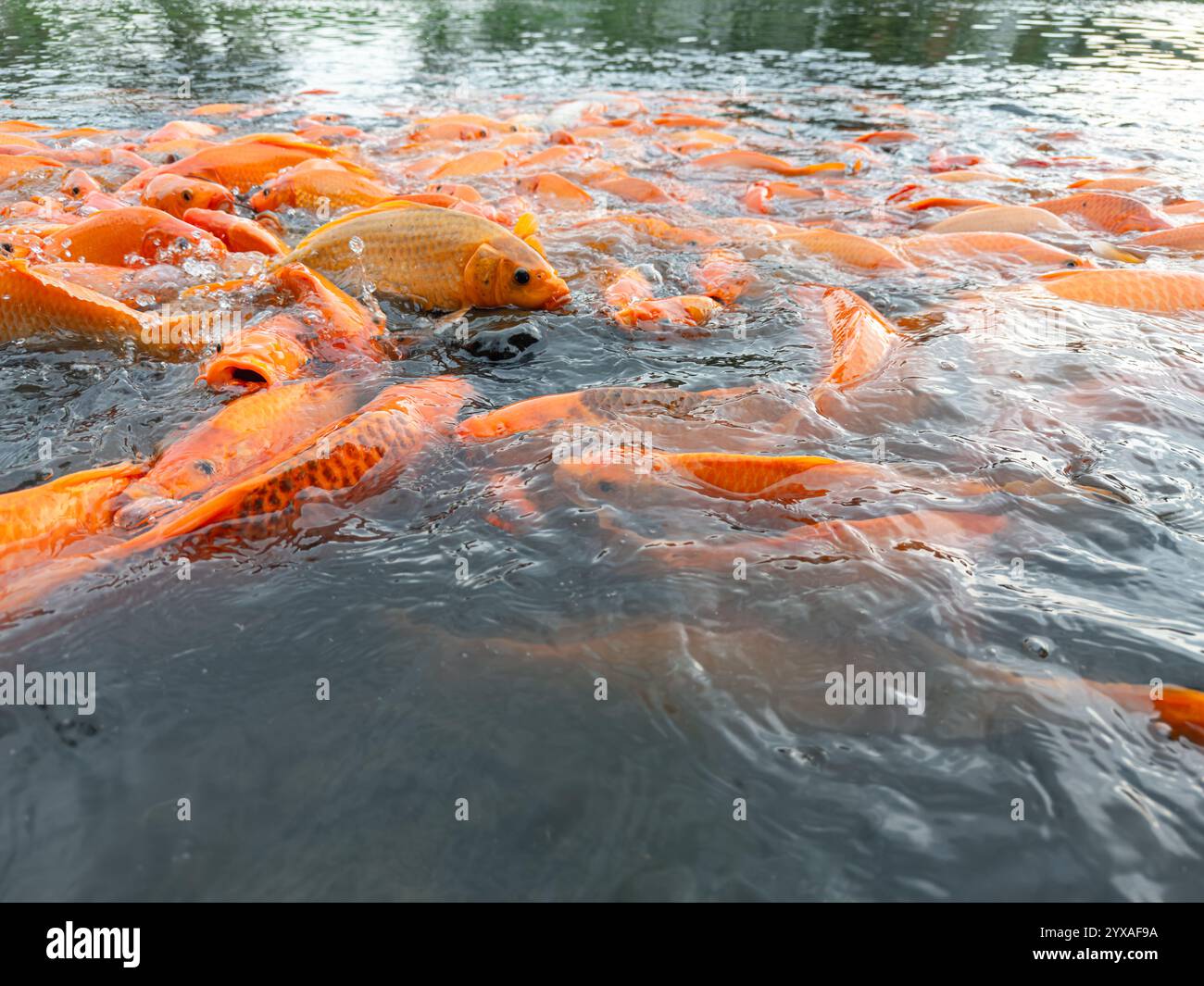 lots of yellow, white and black goldfish and tilapia gather to look for ...