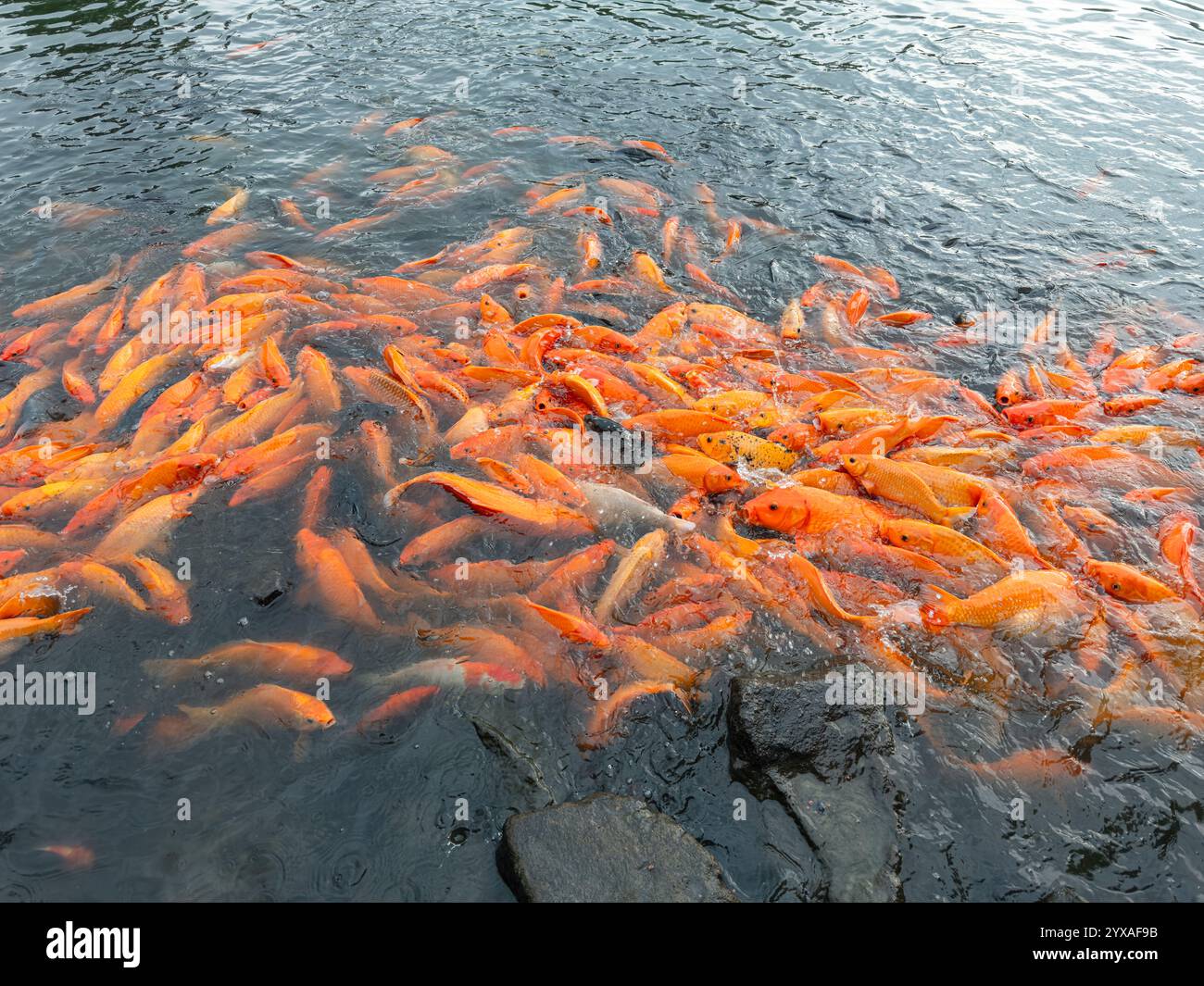 lots of yellow, white and black goldfish and tilapia gather to look for ...