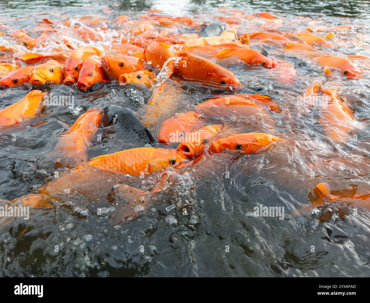 lots of yellow, white and black goldfish and tilapia gather to look for ...