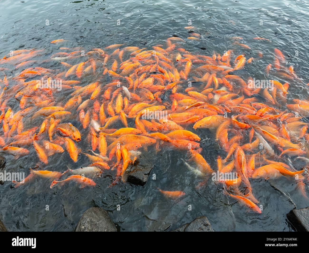 lots of yellow, white and black goldfish and tilapia gather to look for ...