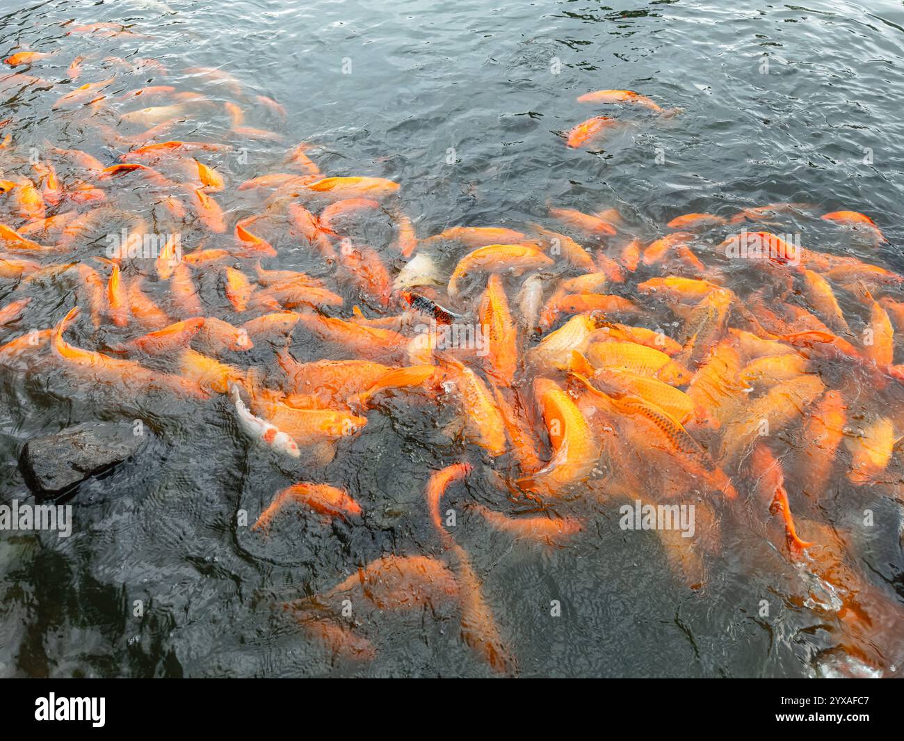 lots of yellow, white and black goldfish and tilapia gather to look for ...