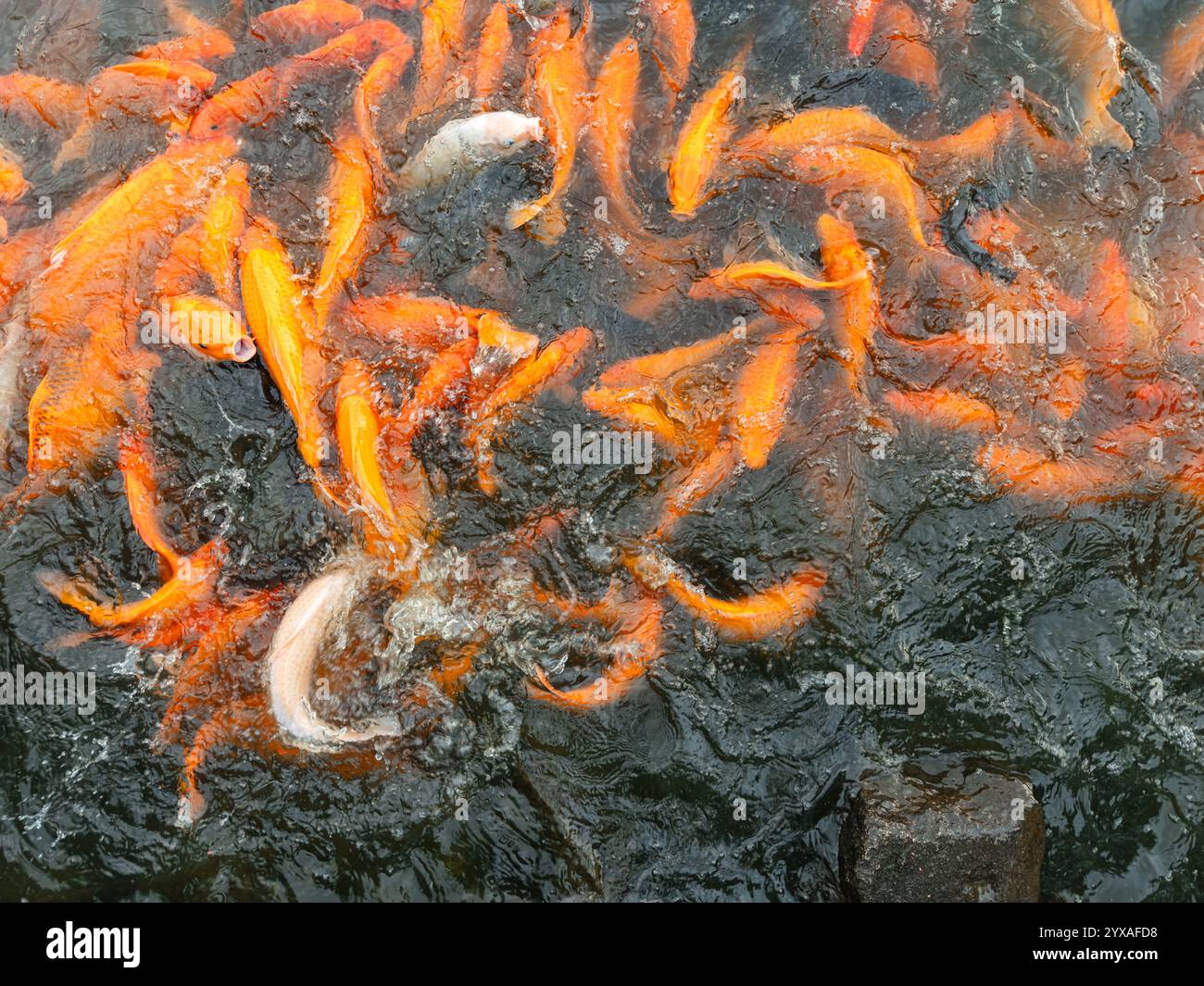 lots of yellow, white and black goldfish and tilapia gather to look for ...