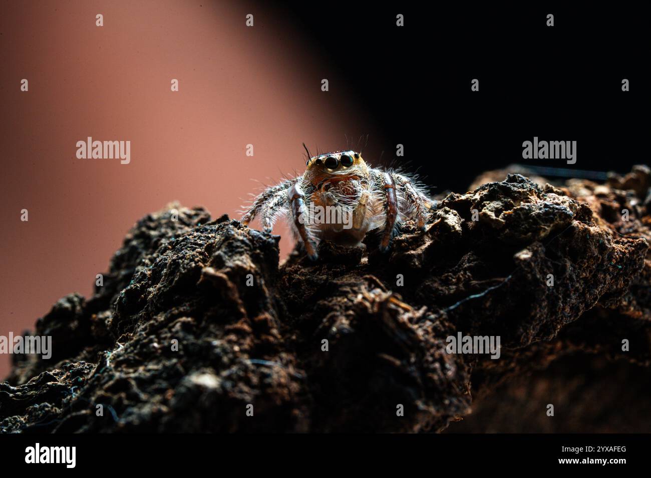 Jumping spider hyllus diardi hi-res stock photography and images - Alamy