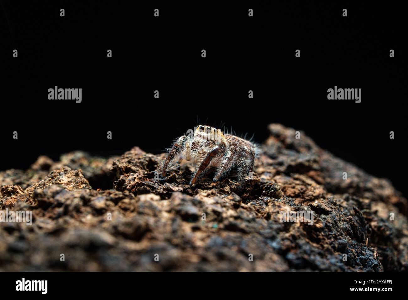 Jumping spider hyllus diardi hi-res stock photography and images - Alamy