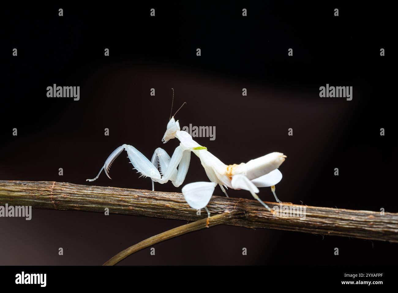 Mantis on an orchid hi-res stock photography and images - Alamy