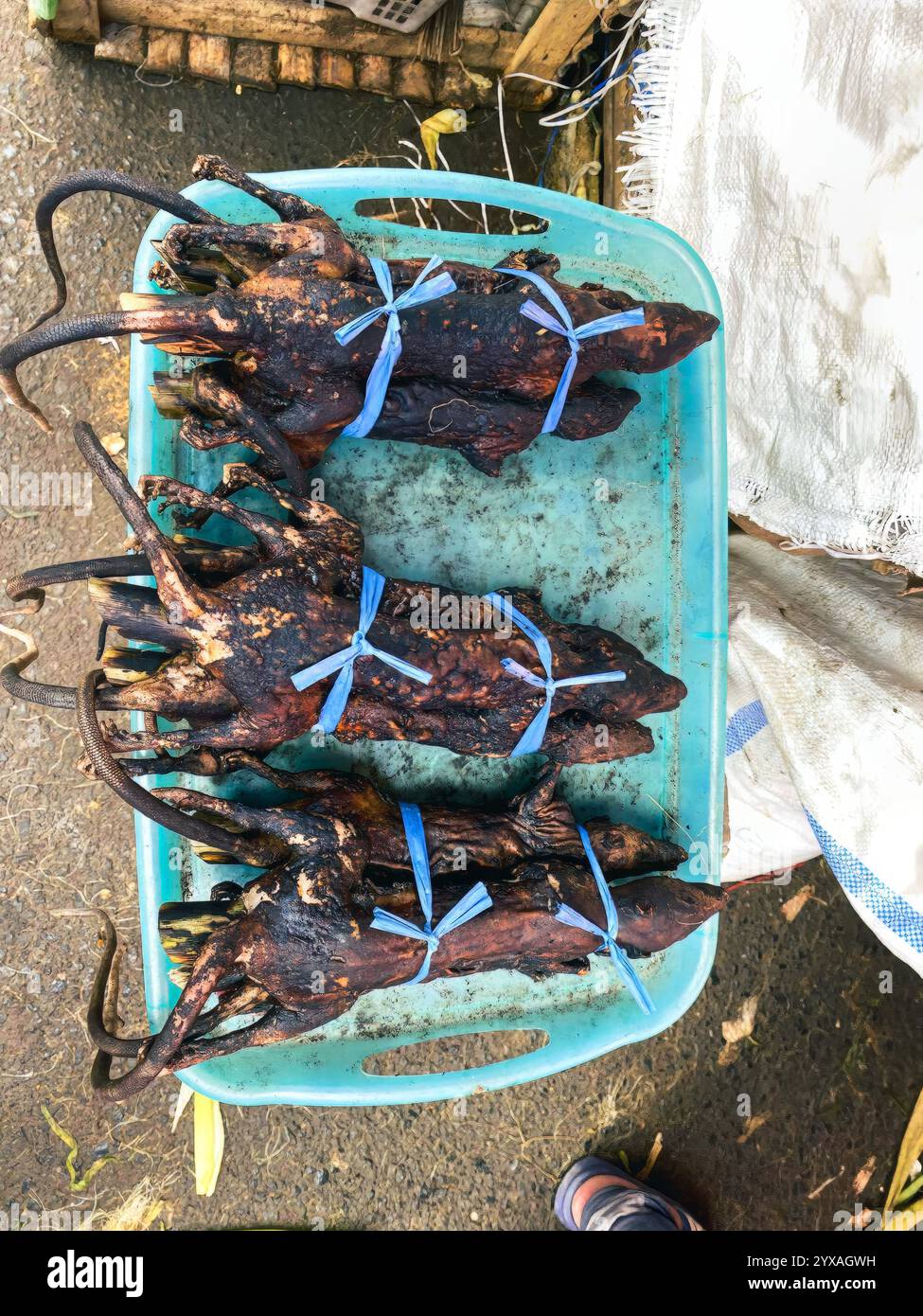 Tikus hi-res stock photography and images - Alamy