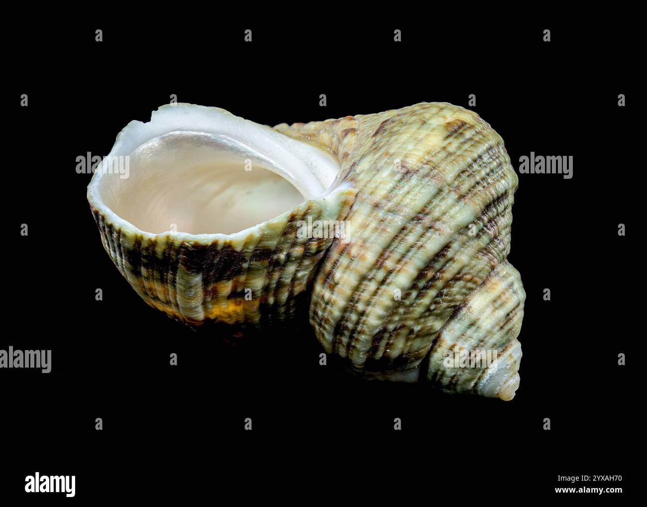 A striking Turbo cornutus snail with distinctive horn-like spikes is ...