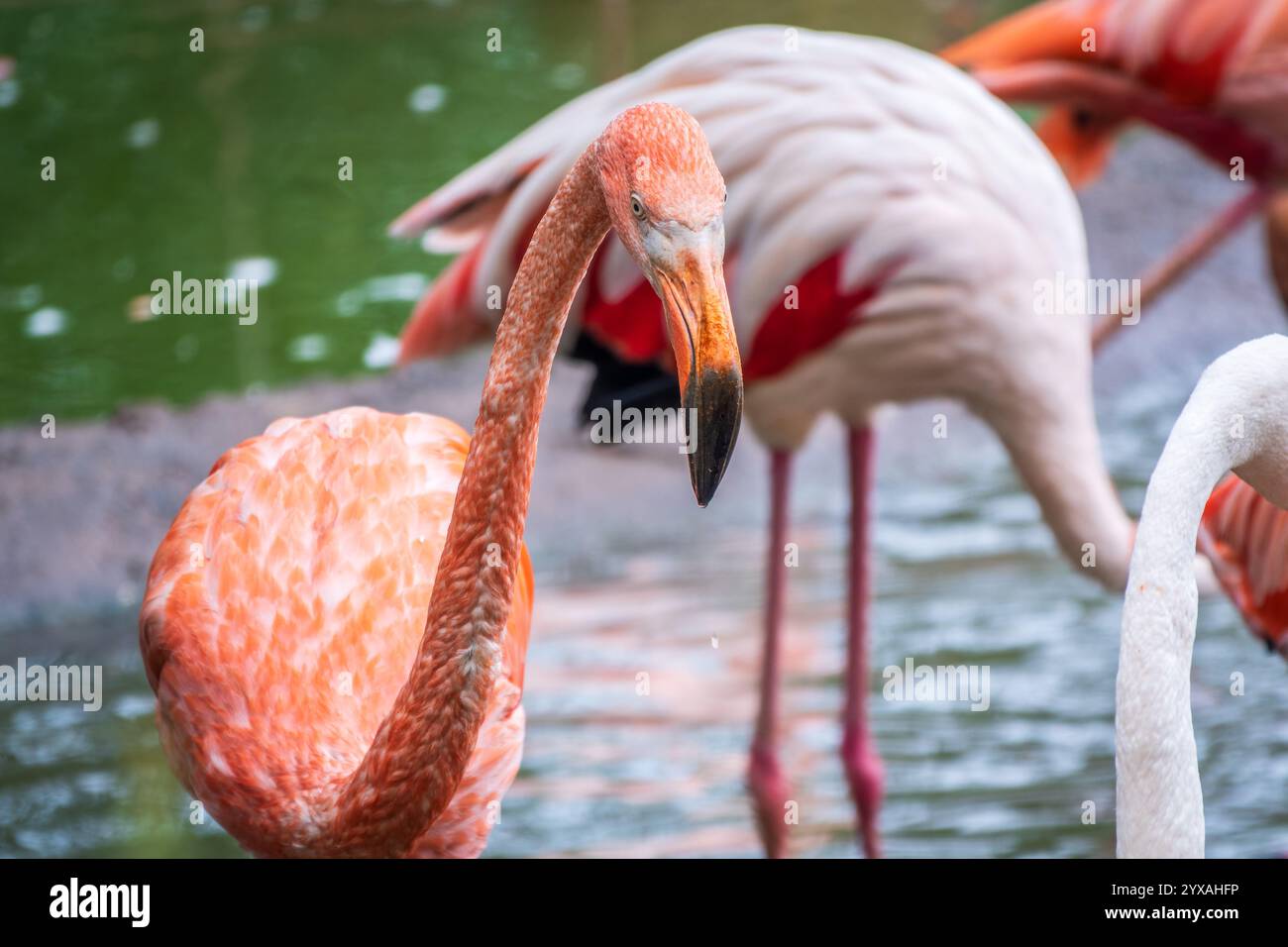 The greater flamingo, Phoenicopterus roseus, standing in water on lake ...