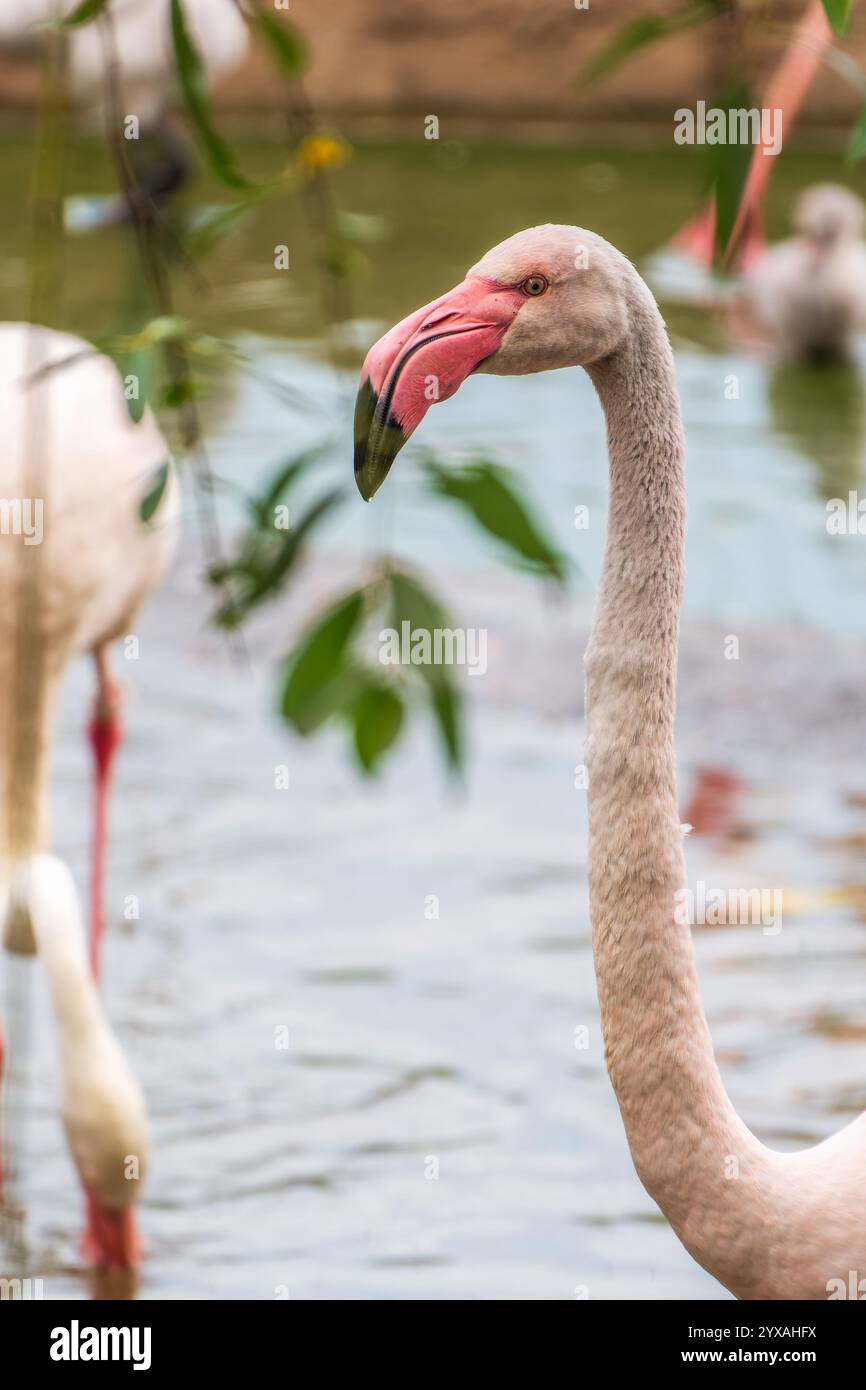 The greater flamingo, Phoenicopterus roseus, standing in water on lake ...