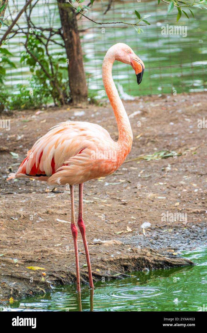 The greater flamingo, Phoenicopterus roseus, standing in water on lake ...