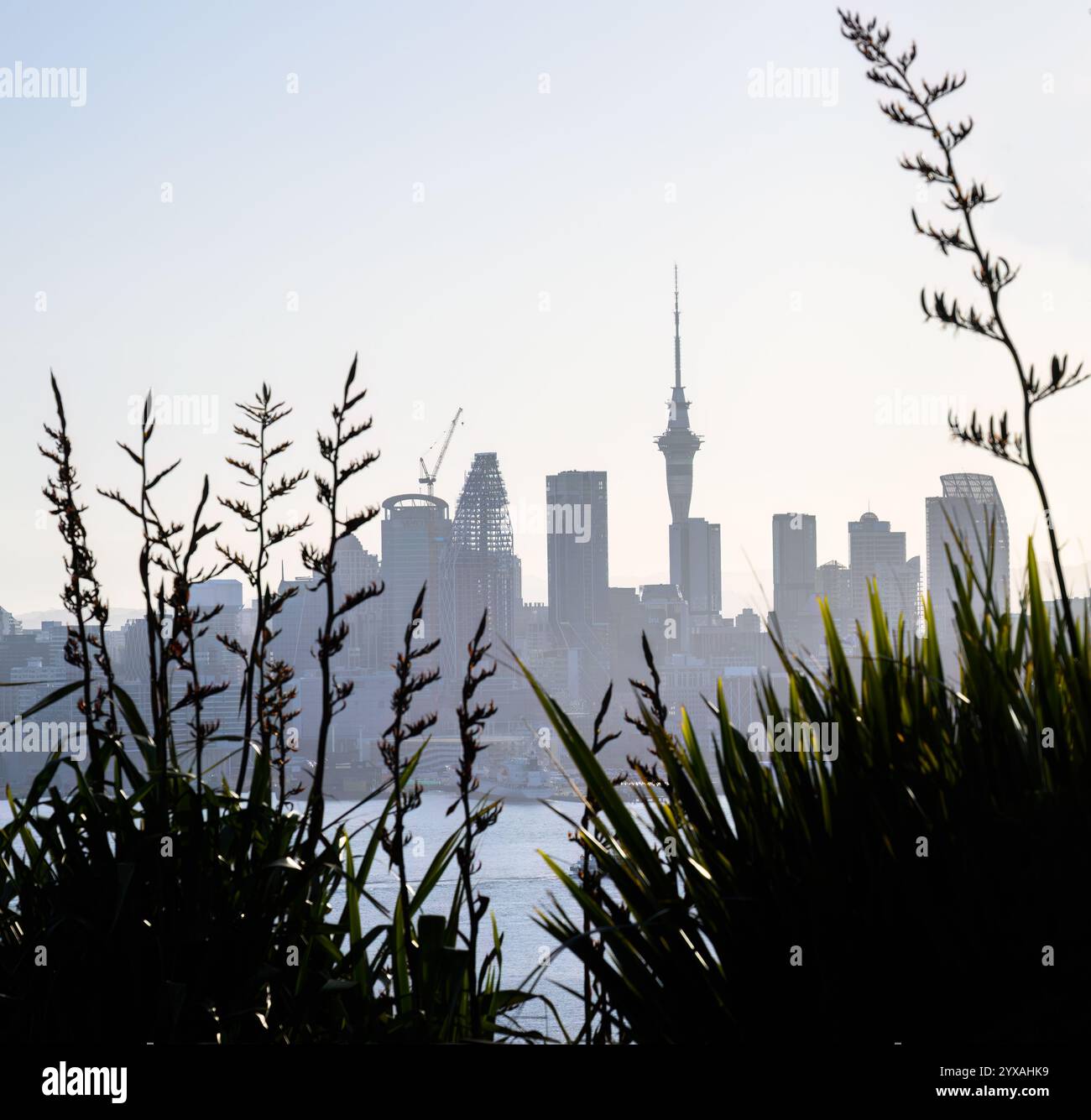 Auckland, New Zealand - December 14 2024: Auckland Sky Tower and ...