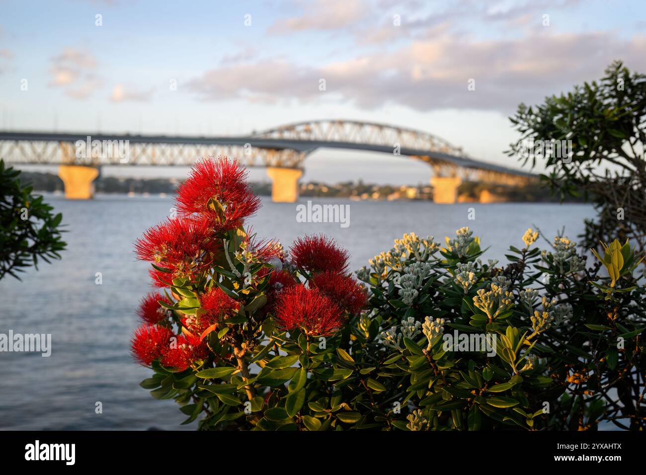 Pohutukawa flowers framing Auckland Harbour Bridge. New Zealand ...