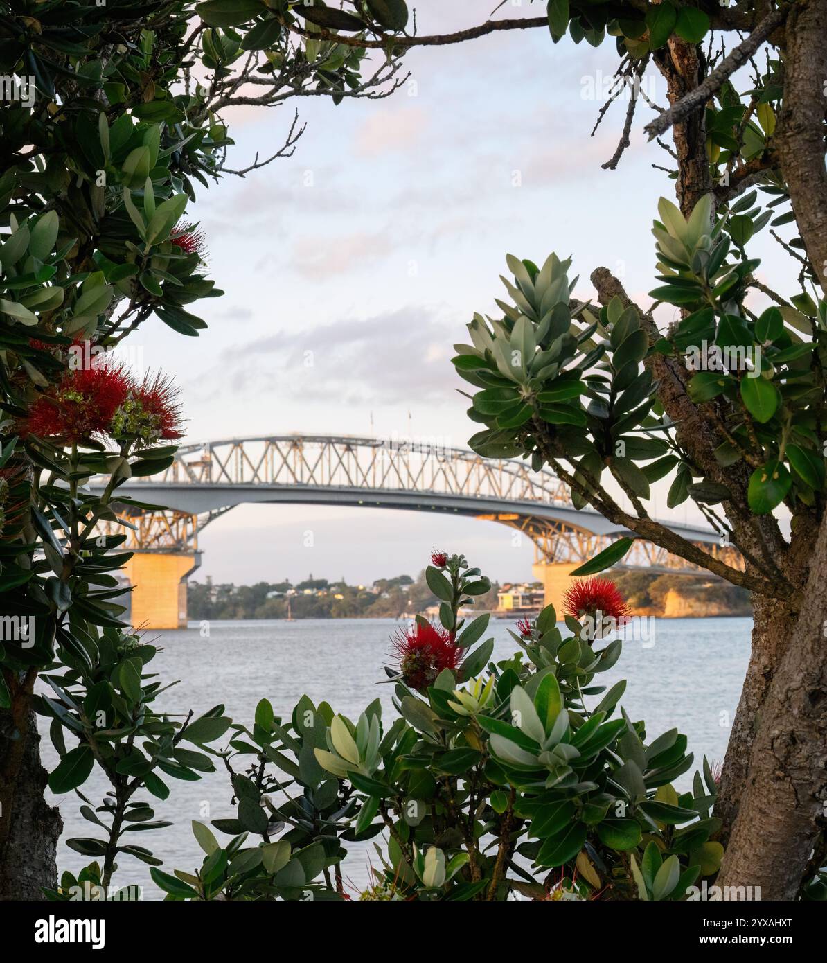 Auckland Harbour Bridge framed by red Pohutukawa flowers. Vertical ...