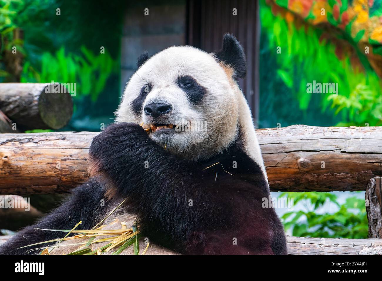 The Giant Panda Bear sits while eating a bamboo stalk. The giant panda, Ailuropoda melanoleuca ...