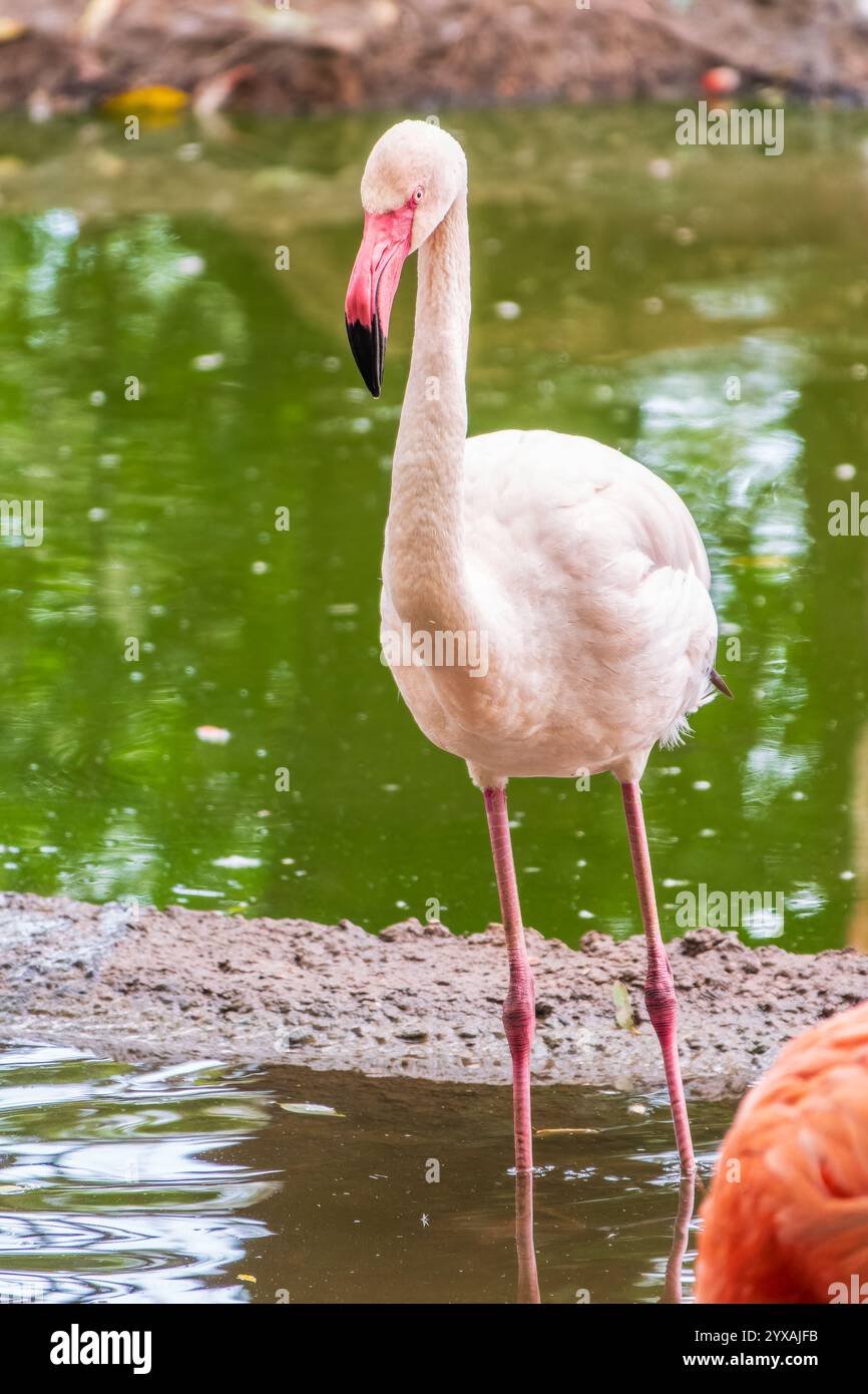 The greater flamingo, Phoenicopterus roseus, standing in water on lake ...