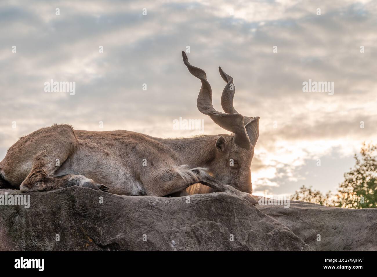 Close-up portrait of Markhor, Capra falconeri, wild goat native to ...