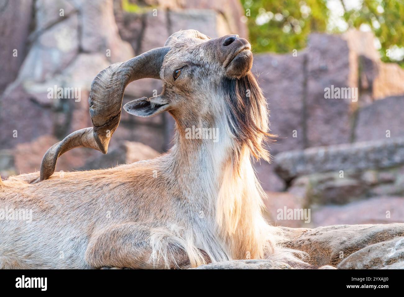 Close-up portrait of Markhor, Capra falconeri, wild goat native to ...