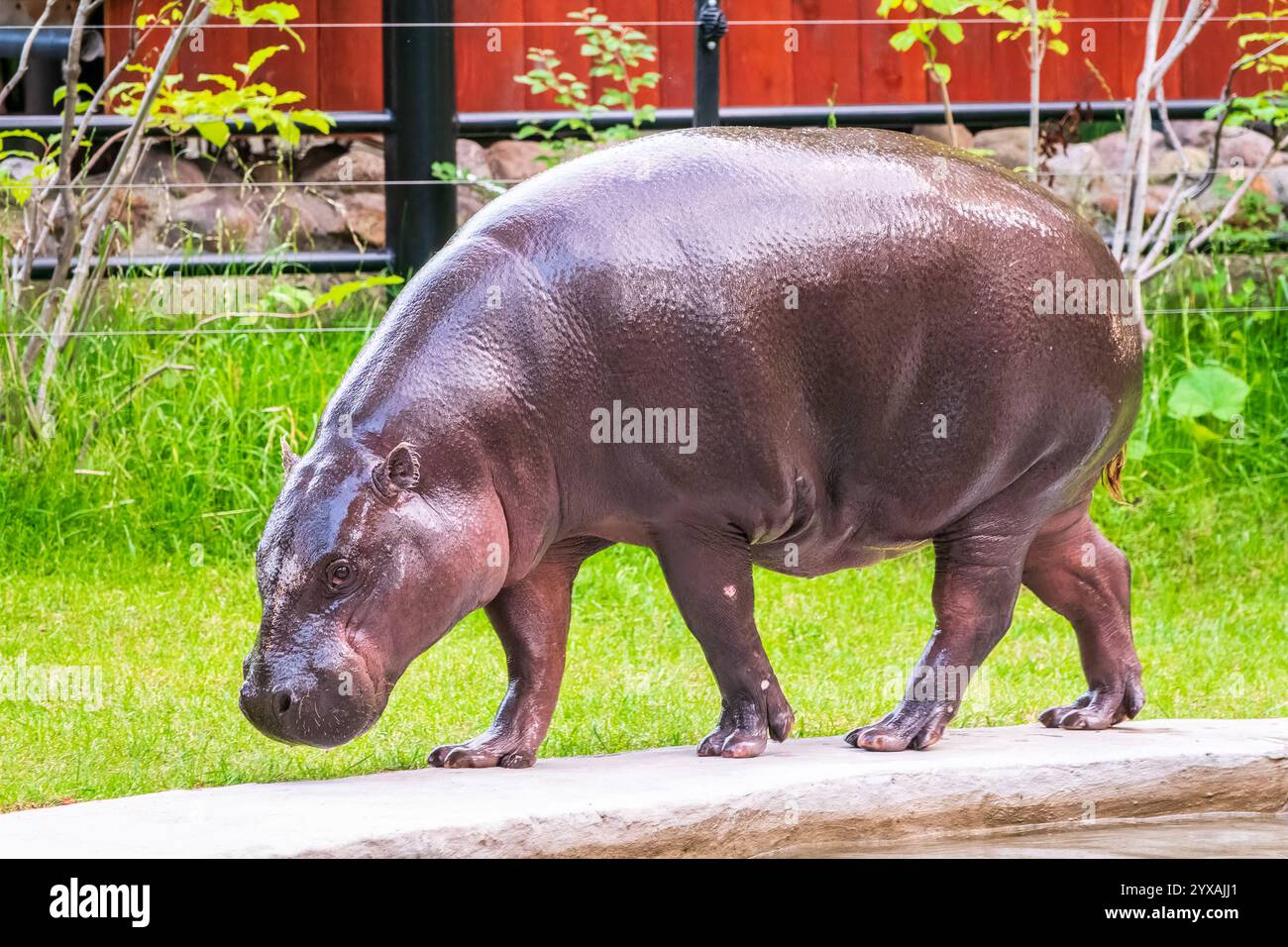 A pygmy hippopotamus eats grass. Fat hippo with shiny skin and small ...