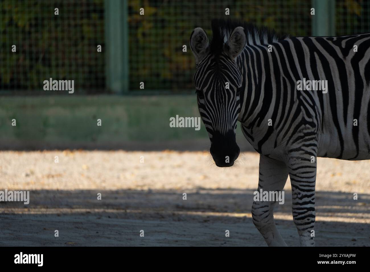 Zebra Zoo Enclosure Daytime: Captive Zebra stands calmly in zoo ...