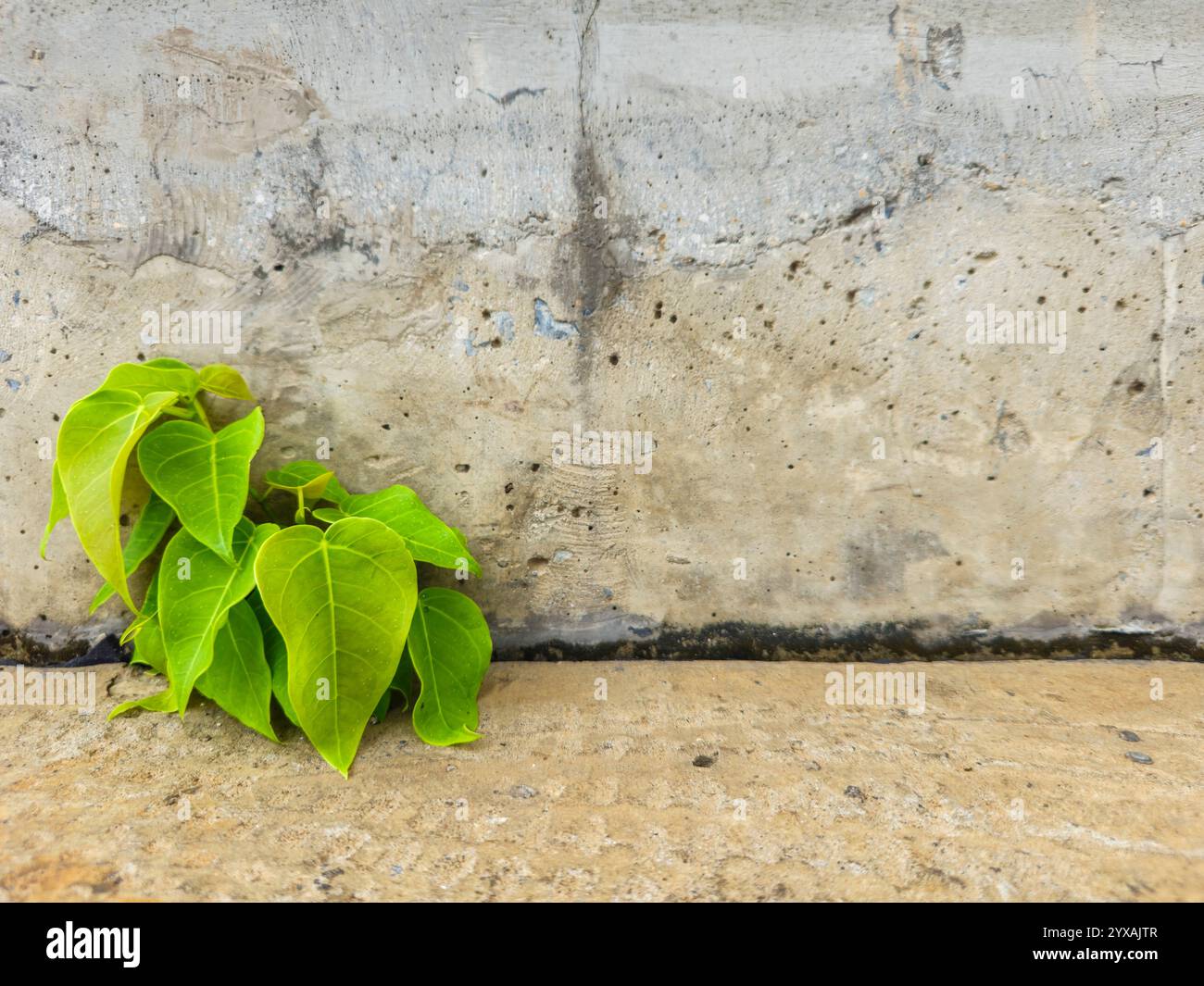 Seedling Growing Through Concrete 1,449 Concrete Plant Seedling Stock