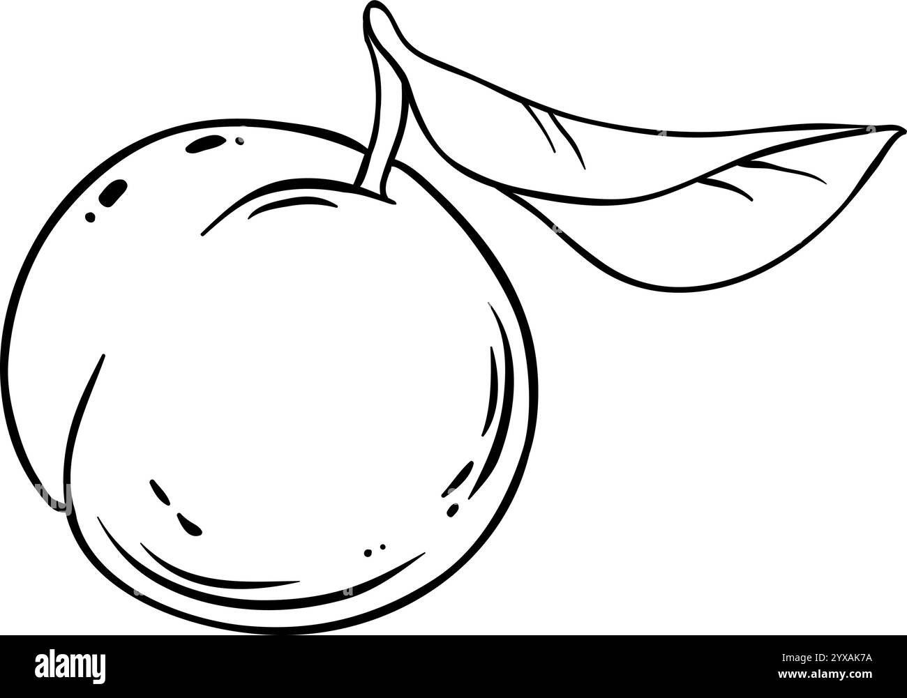 Peach Fruit Isolated Outline Illustration Stock Vector Image & Art - Alamy