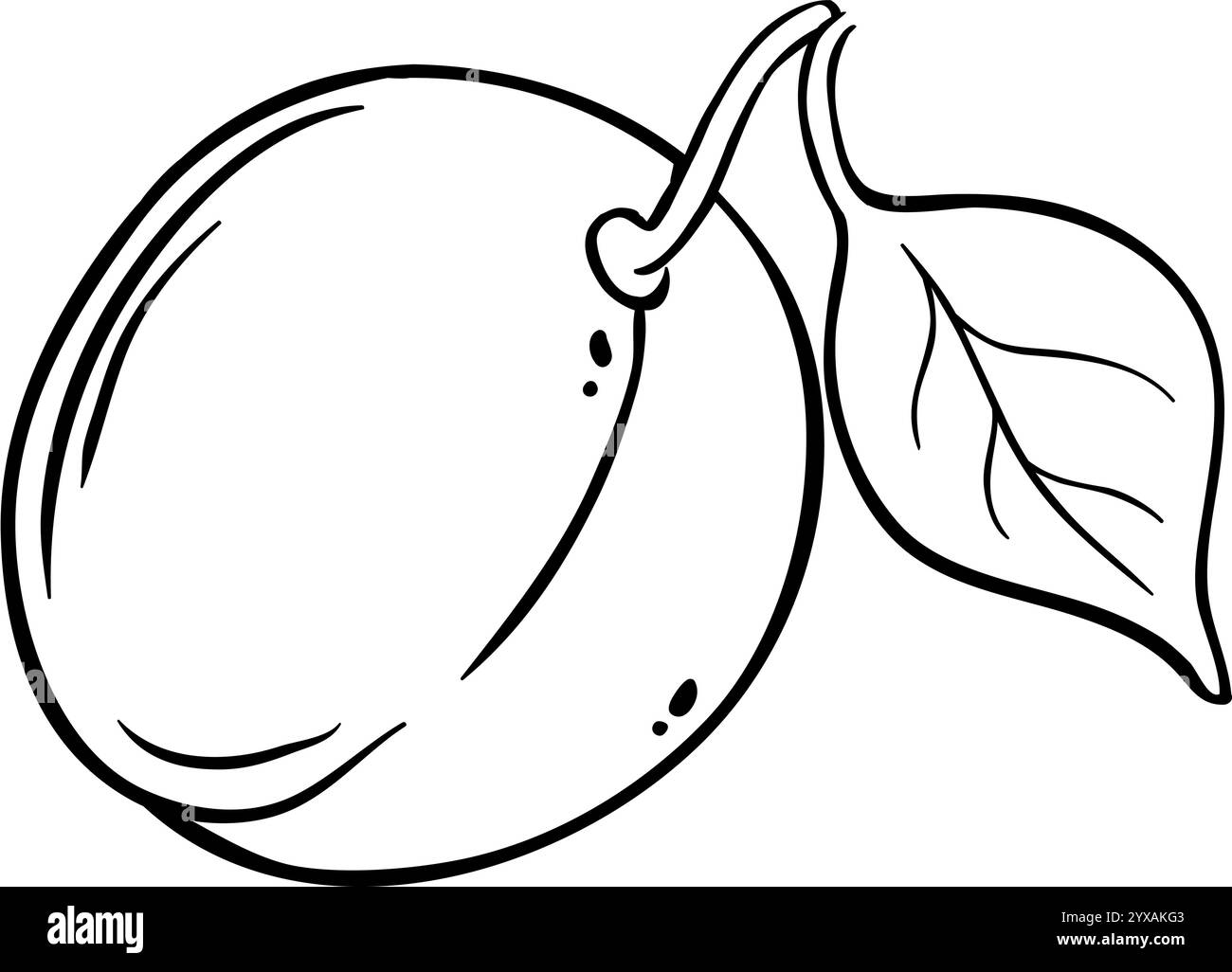 Plum Fruit Isolated Outline Illustration Stock Vector Image & Art - Alamy