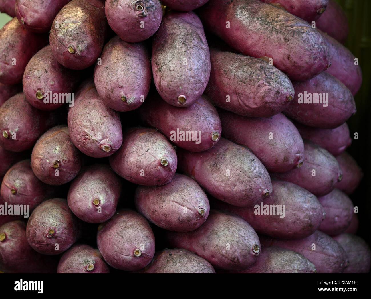 Farmer's market display with fresh organic Satsumaimo the Japanese red ...
