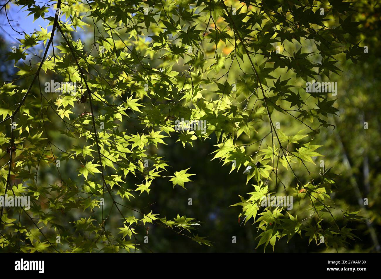 Japanese maple tree leaves on the grounds of Tenryu-ji Temple in ...