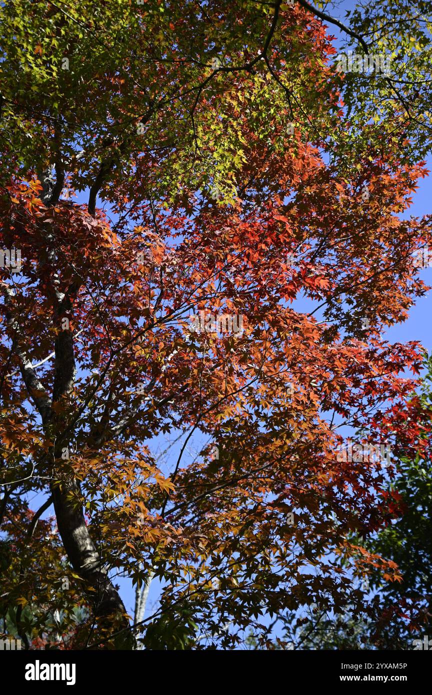 Maple trees autumn foliage on the grounds of Tenryū-ji Temple in ...