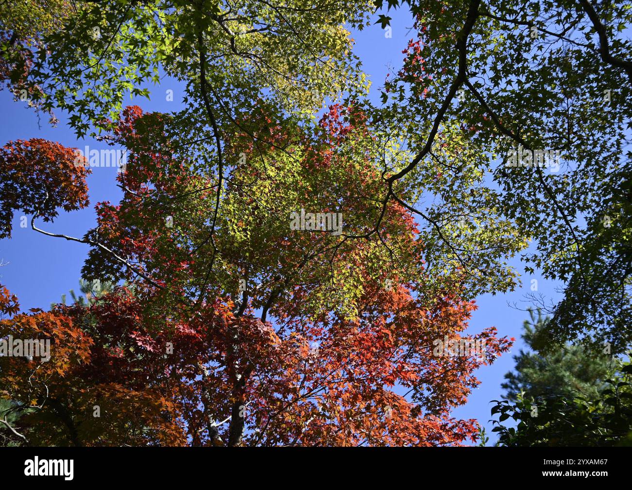 Maple trees autumn foliage on the grounds of Tenryū-ji Temple in ...