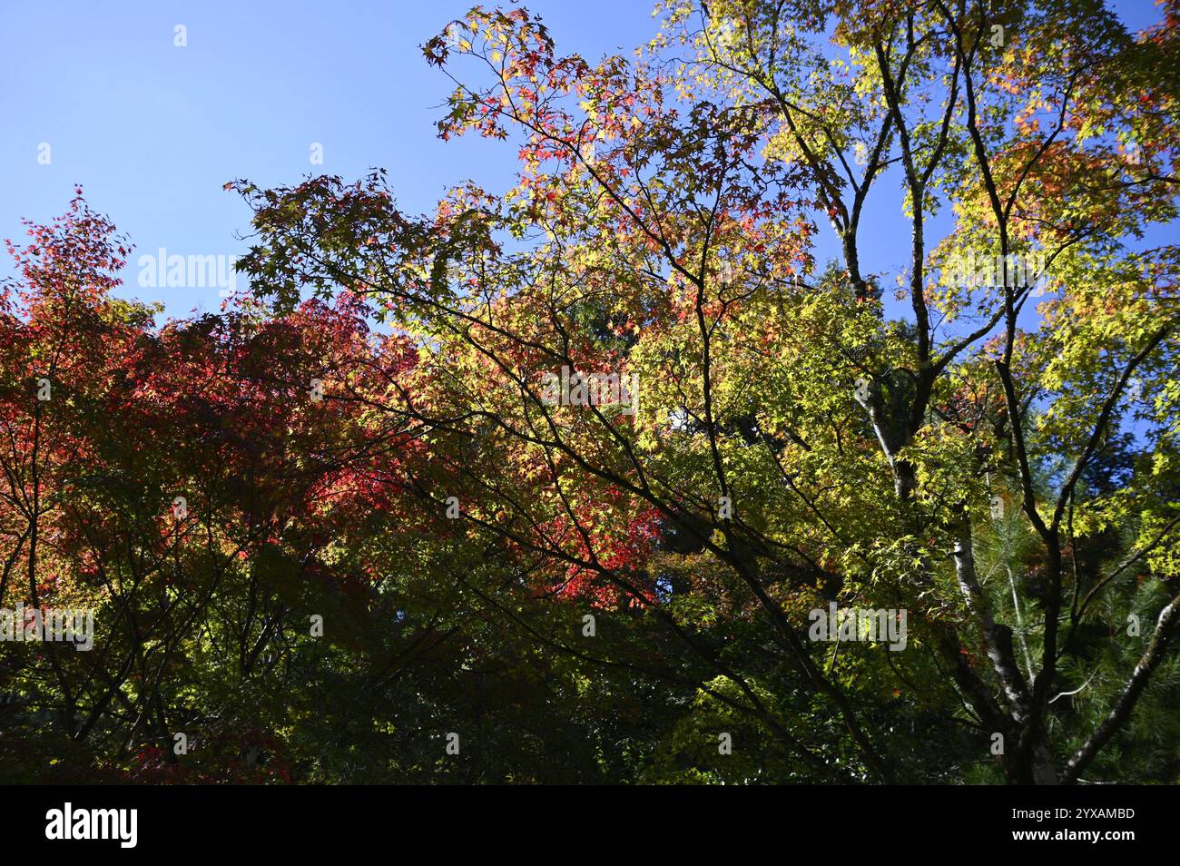 Maple trees autumn foliage on the grounds of Tenryū-ji Temple in ...
