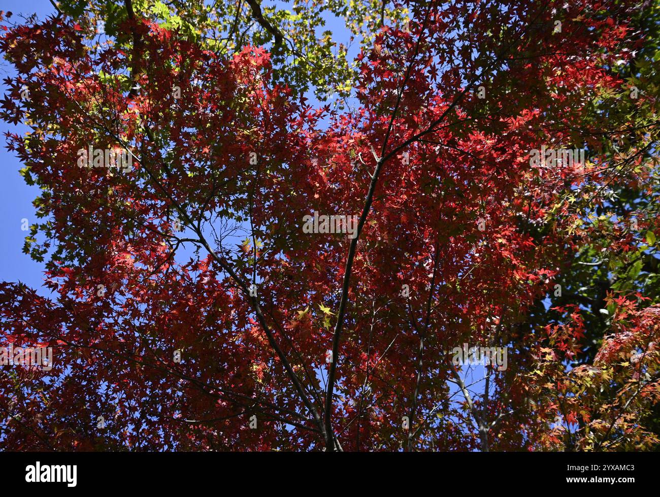 Maple trees autumn foliage on the grounds of Tenryū-ji Temple in ...