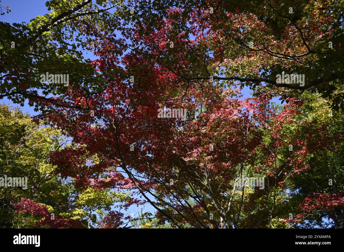 Maple trees autumn foliage on the grounds of Tenryū-ji Temple in ...