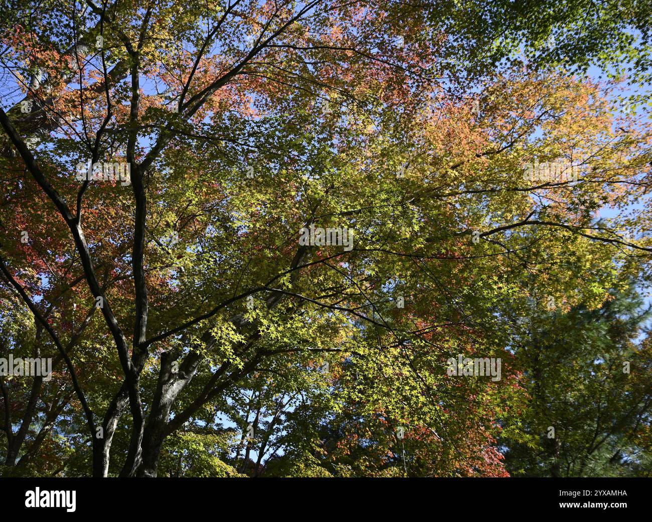 Maple trees autumn foliage on the grounds of Tenryū-ji Temple in ...