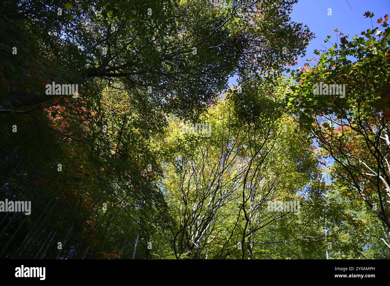 Maple trees foliage on the grounds of Tenryū-ji Temple in Arashiyama ...