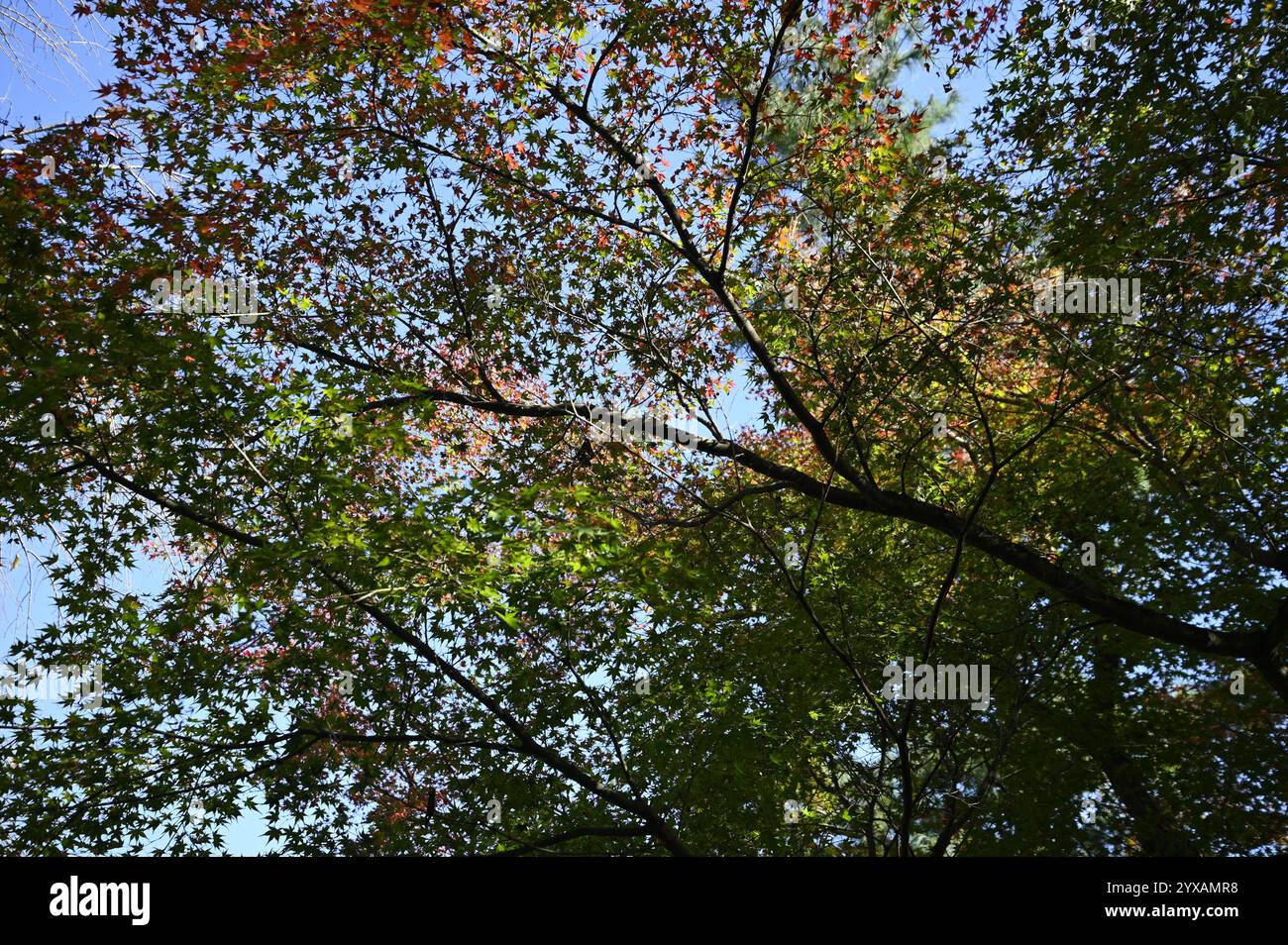 Maple trees autumn foliage on the grounds of Tenryū-ji Temple in ...